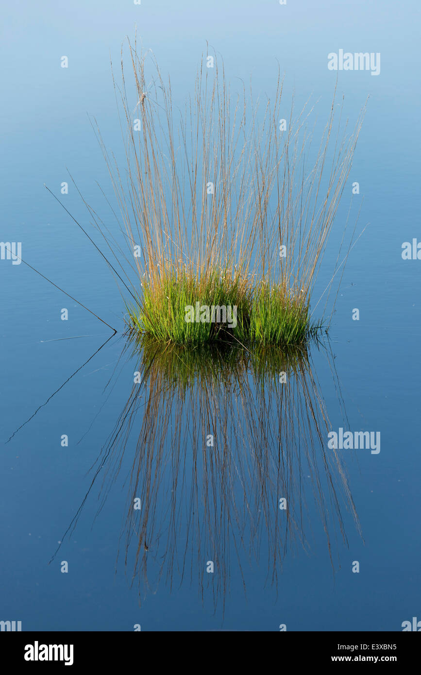 Purple Moor Grass (Molinia caerulea), Goldenstedter Moor Nature Reserve ...