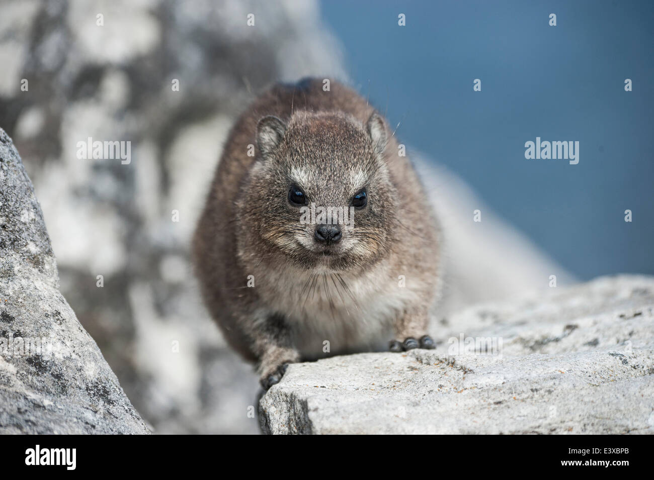 Rock Hyrax or Dassi (Procavia capensis), Table Mountain, Western Cape ...