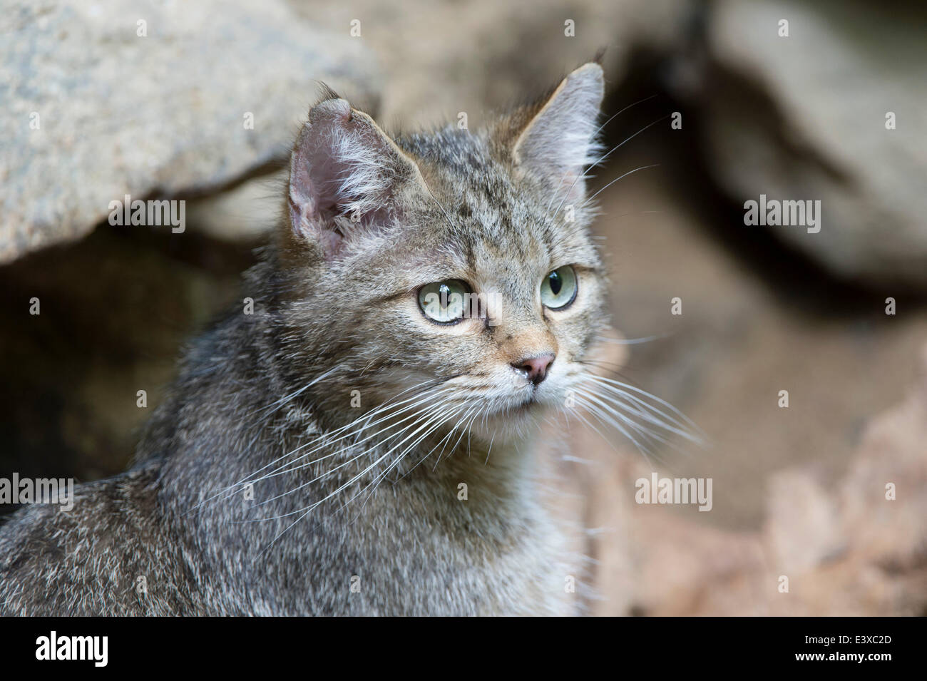 Wildcat (Felis silvestris), animal enclosure, Bavarian Forest National ...