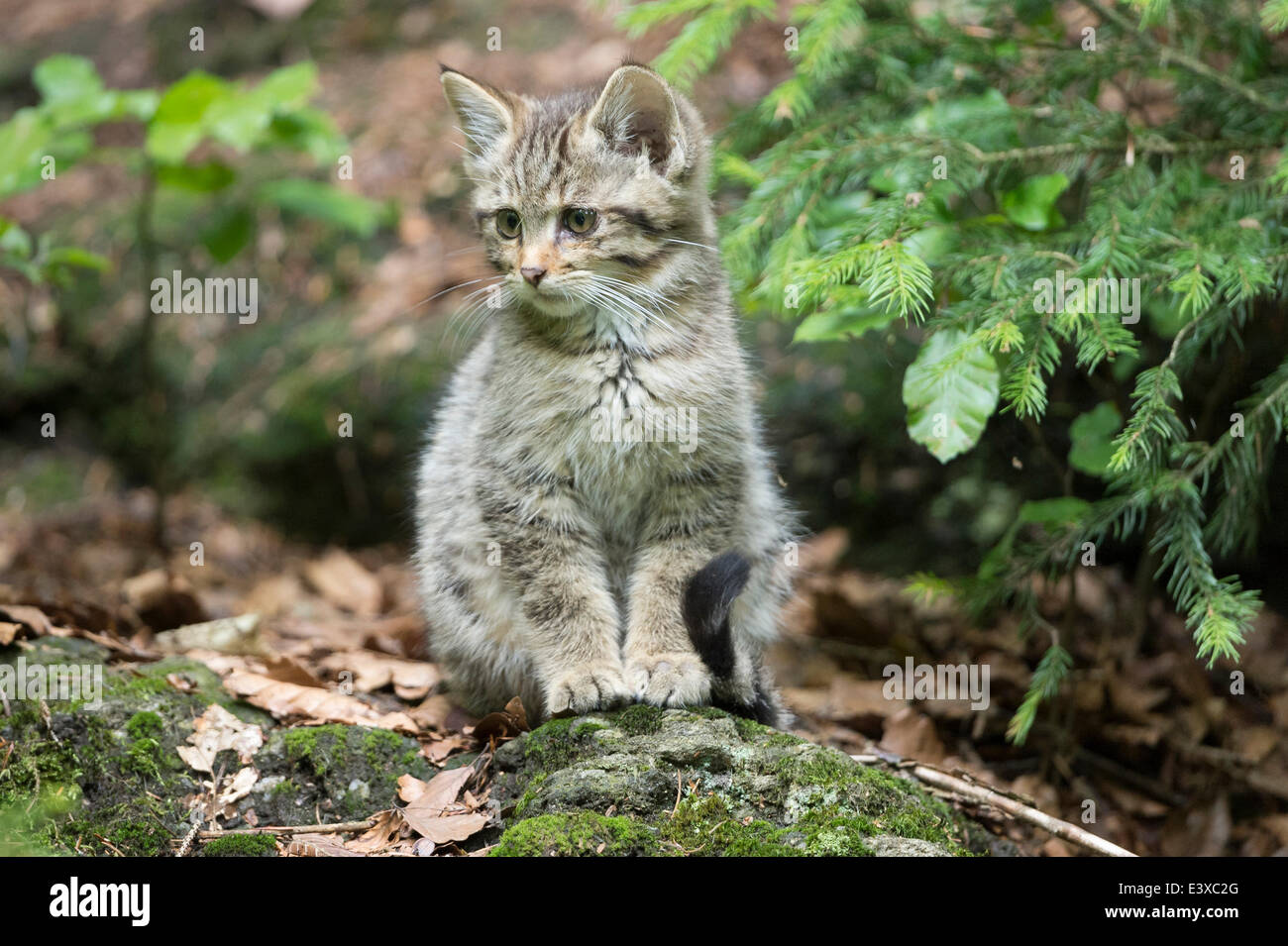 Young Wildcat (Felis silvestris), kitten, animal enclosure, Bavarian ...