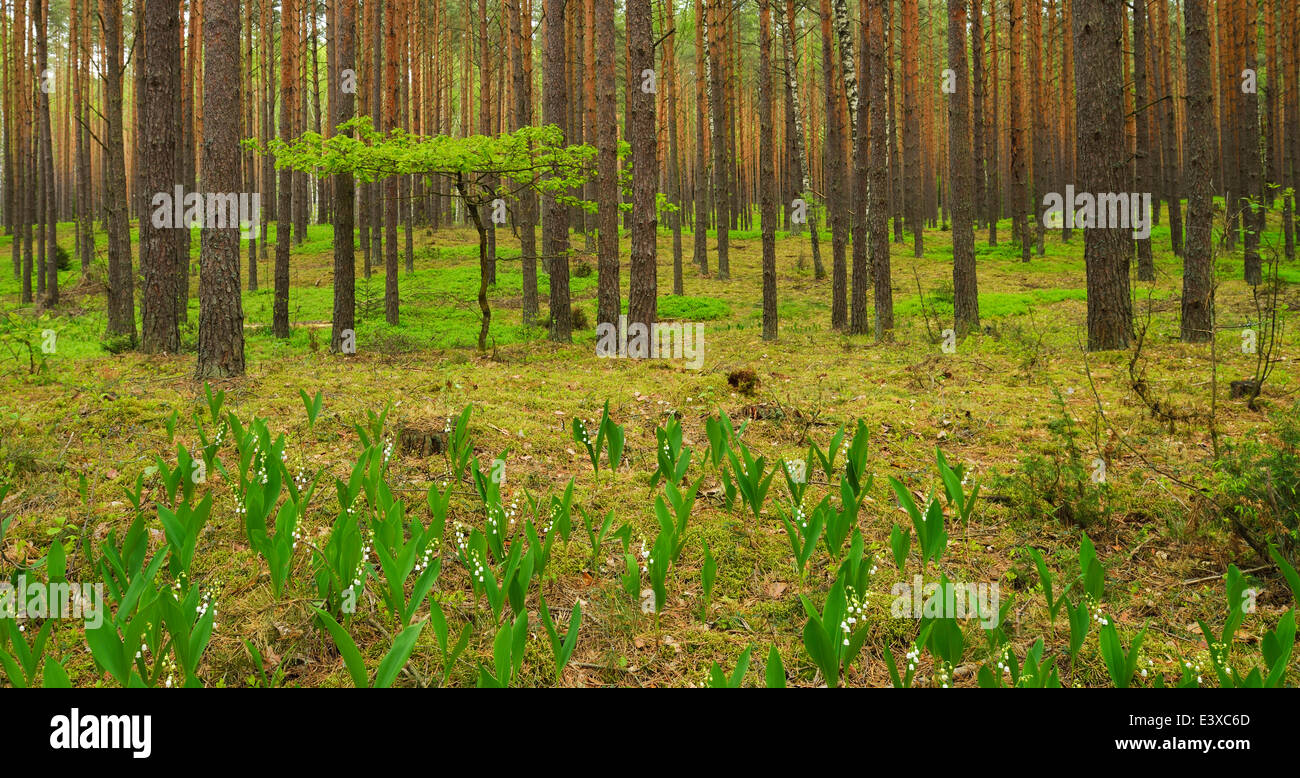 Young Oak tree (Quercus), growing in between Scots Pines (Pinus ...