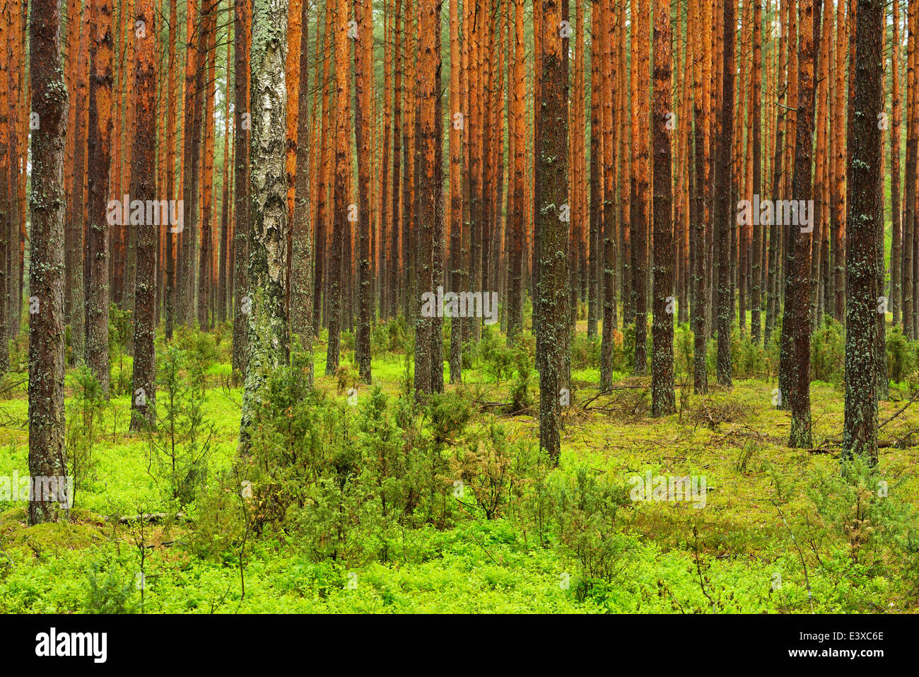 Pines forest wood hi-res stock photography and images - Alamy