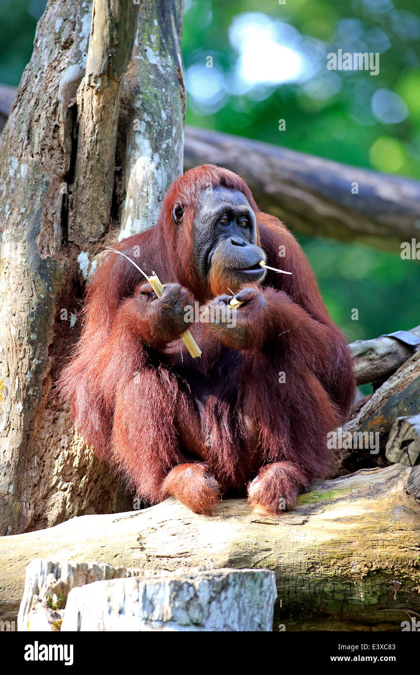 Bornean Orangutan (Pongo pygmaeus), adult female, feeding, captive ...
