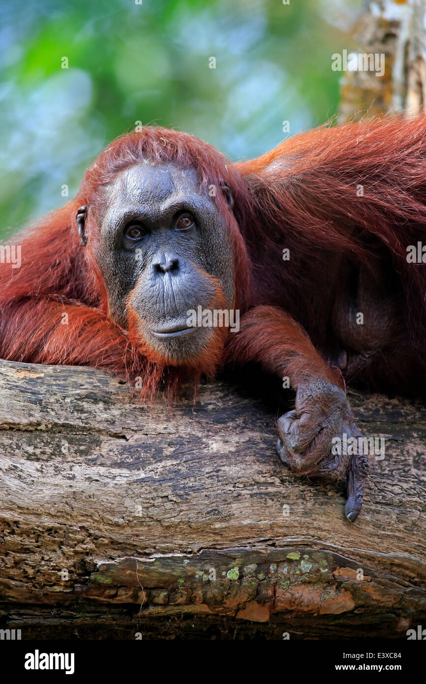 Bornean Orangutan (Pongo pygmaeus), adult female, captive, Asia Stock ...