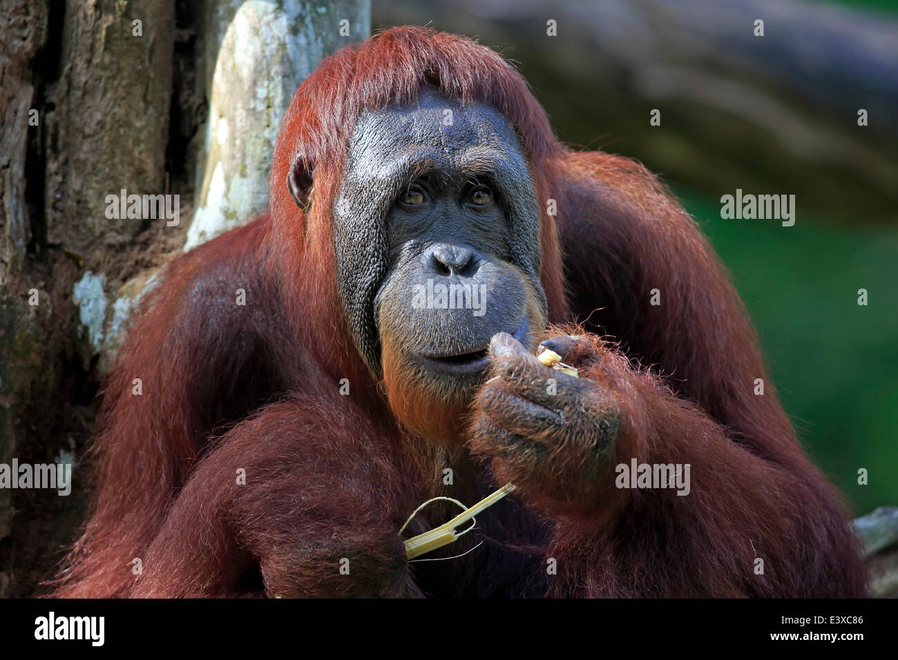 Bornean Orangutan (Pongo pygmaeus), adult female, eating, captive, Asia ...