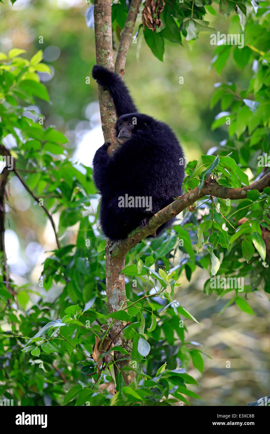 Siamang (Symphalangus syndactylus), adult male on a tree, captive ...