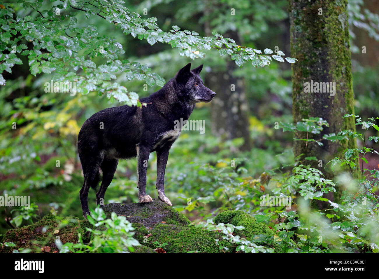 Eastern Wolf (Canis lupus lycaon), adult, captive, Eifel, Germany Stock ...