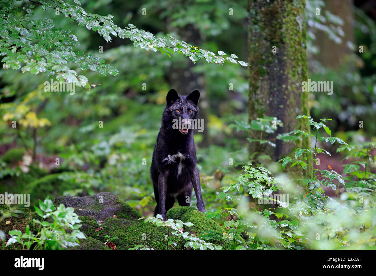 Eastern Wolf (Canis lupus lycaon), adult, captive, Eifel, Germany Stock ...