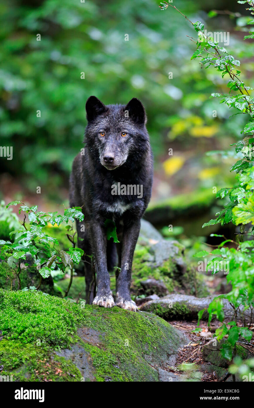 Black Eastern Wolf
