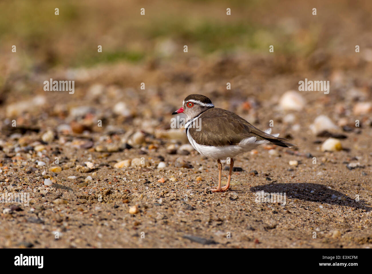 Three banded plovers hi-res stock photography and images - Alamy