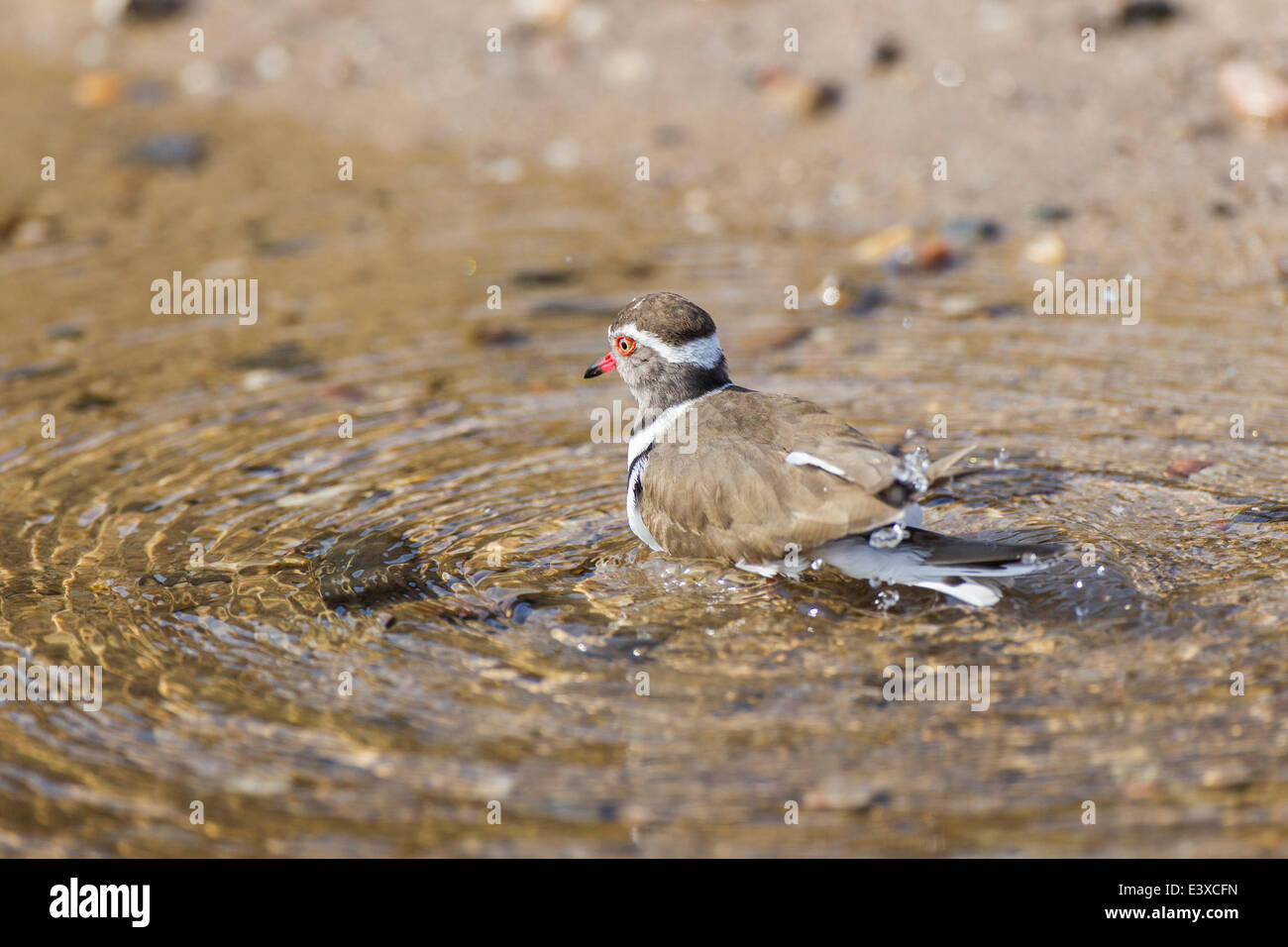 Three banded plovers hi-res stock photography and images - Alamy