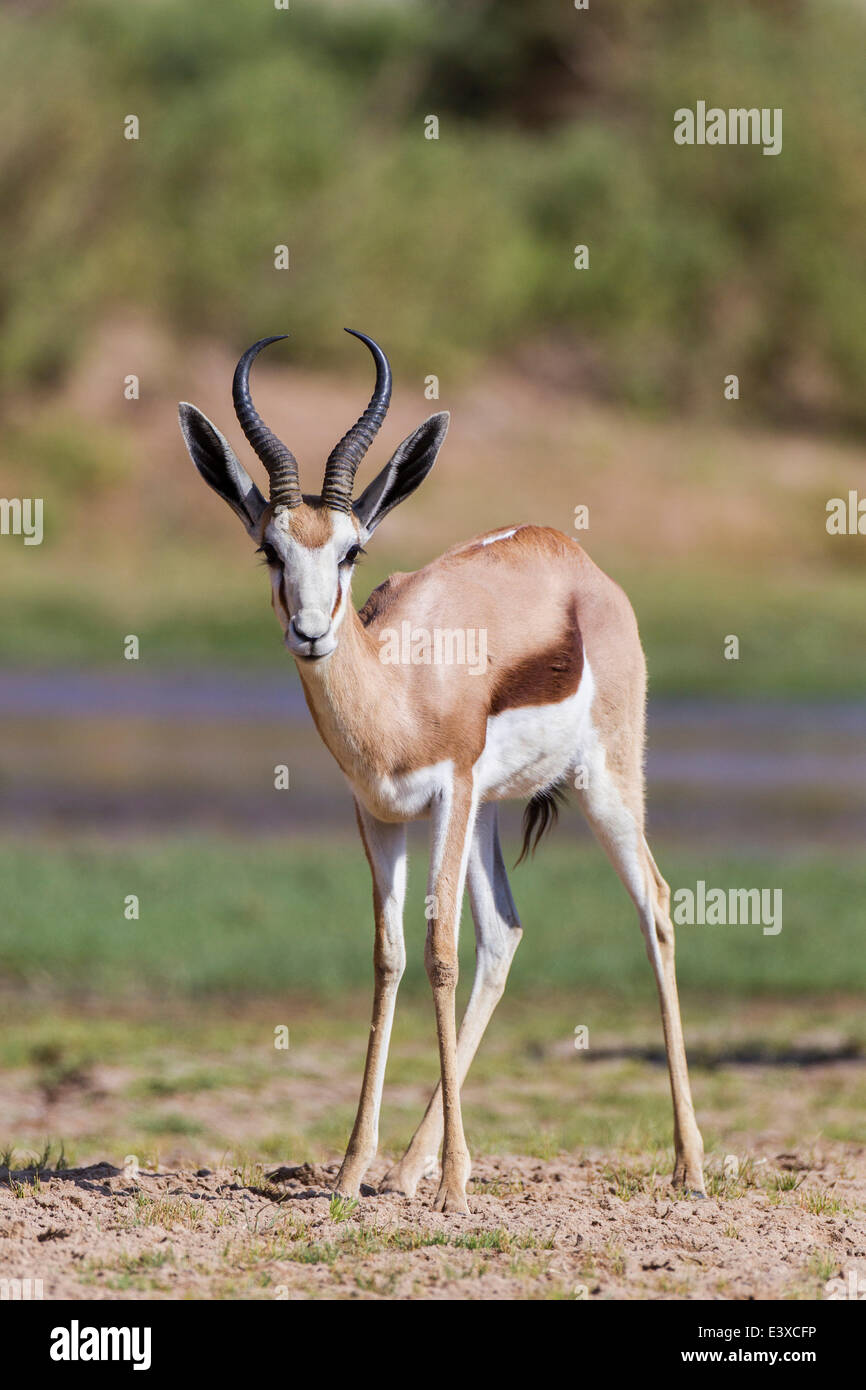 Springbok one horn hi-res stock photography and images - Alamy