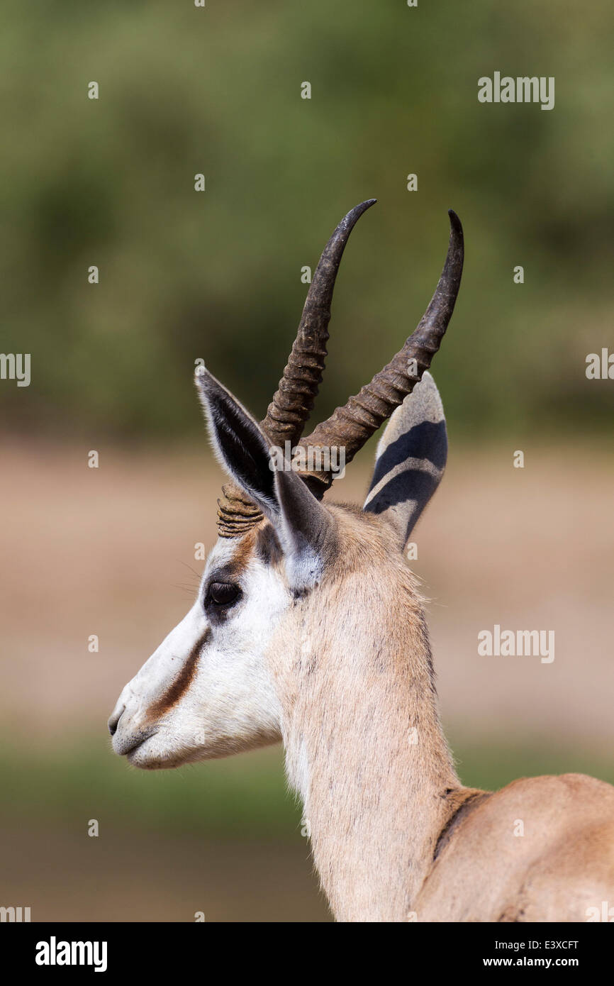 Springbok (Antidorcas marsupialis), Hoarusib, Kaokoland, Namibia Stock ...