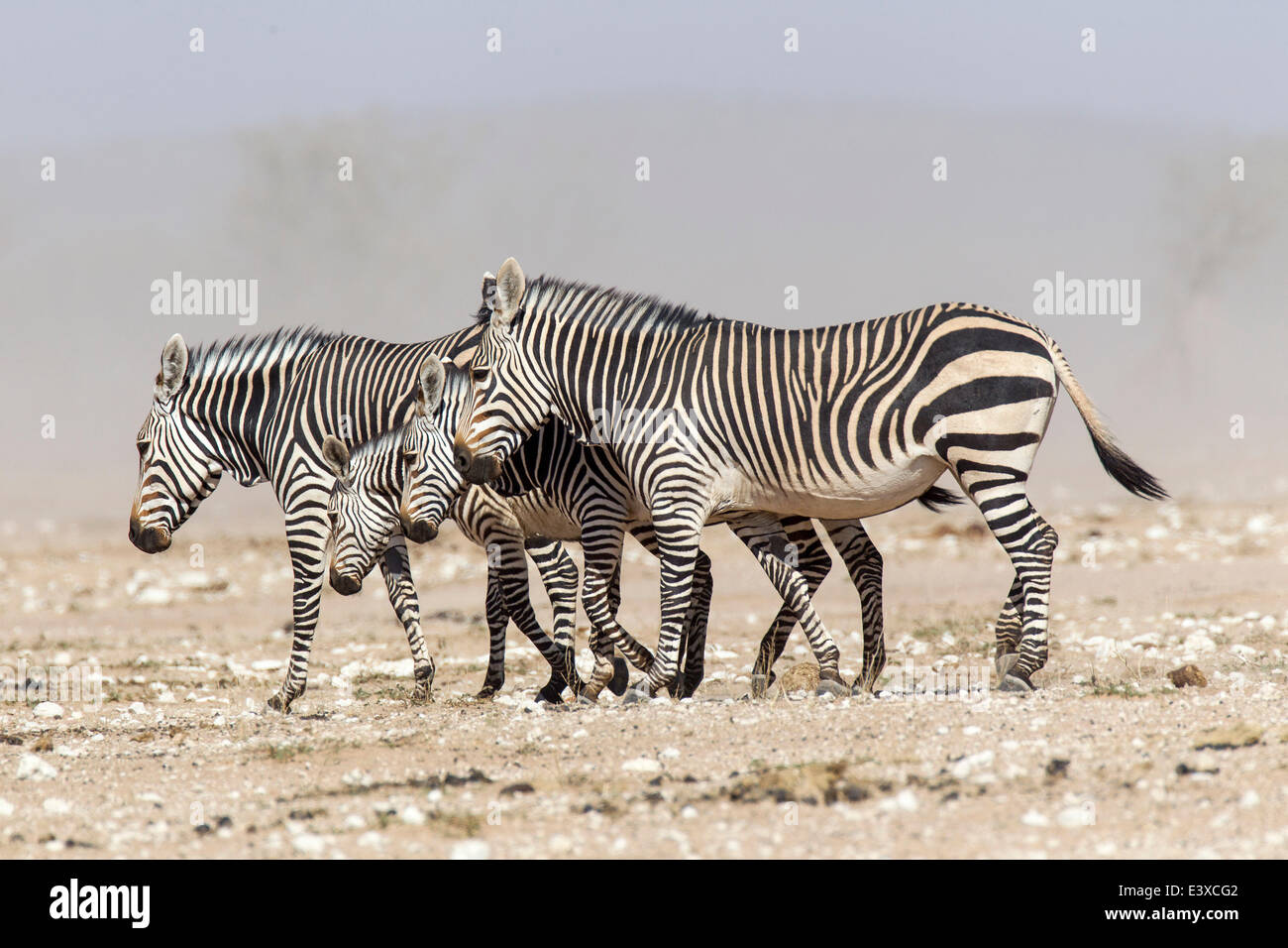 Mountain zebras (Equus zebra), Etosha National Park, Namibia Stock ...