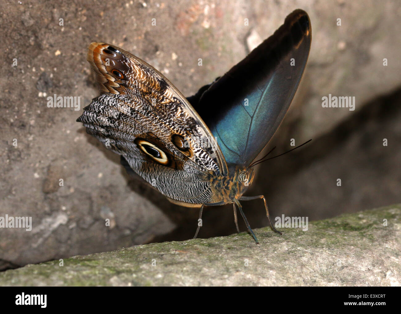 Forest Giant Owl Butterfly (Caligo eurilochus) wings opened Stock Photo ...