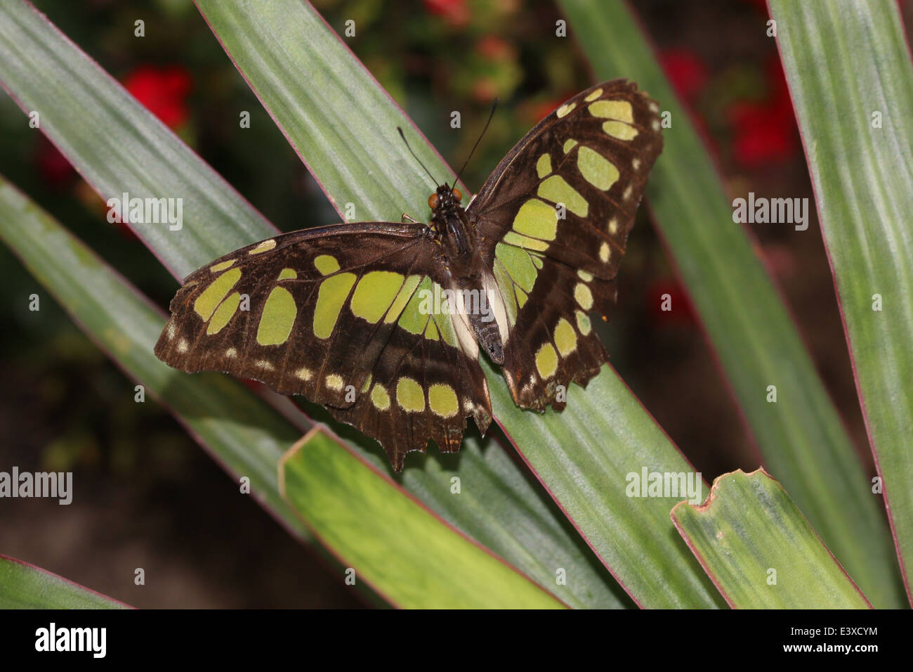 Malachite butterfly (Siproeta stelenes Stock Photo - Alamy