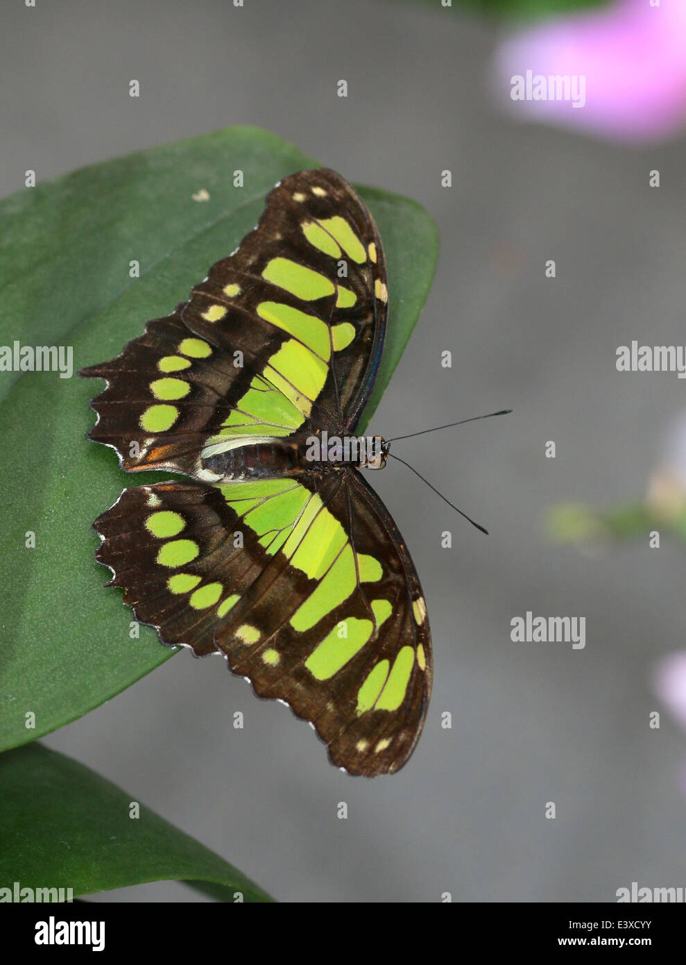 Malachite butterfly (Siproeta stelenes) posing on a leaf, wings opened ...