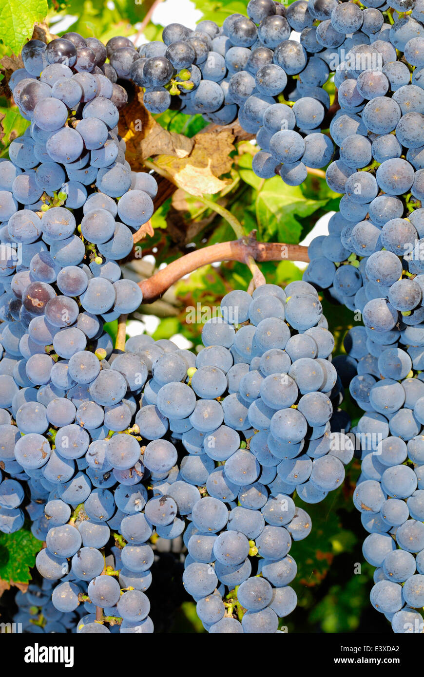 Grapes in a vineyard in Central Italy Stock Photo - Alamy