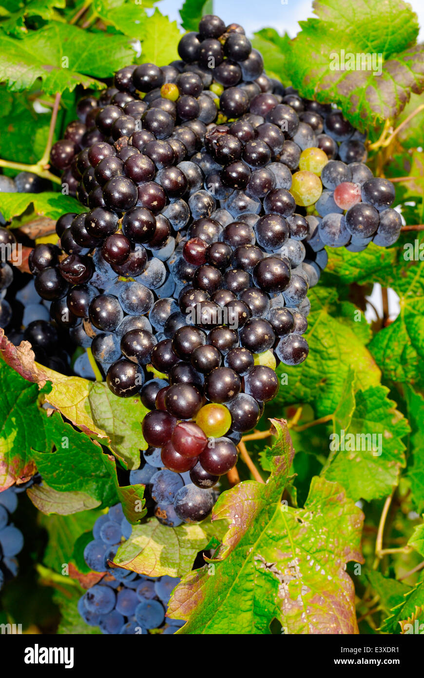 Grapes in a vineyard in Central Italy Stock Photo - Alamy