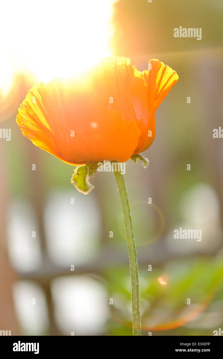 Poppy flower in the sun Stock Photo - Alamy
