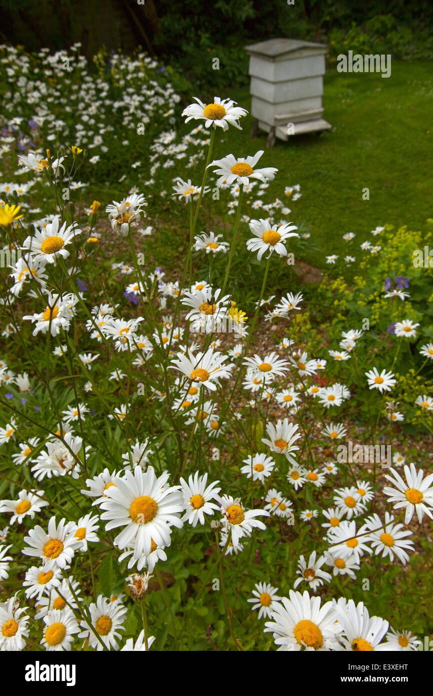 Traditional Bee Hive in Summer in cottage garden Stock Photo - Alamy