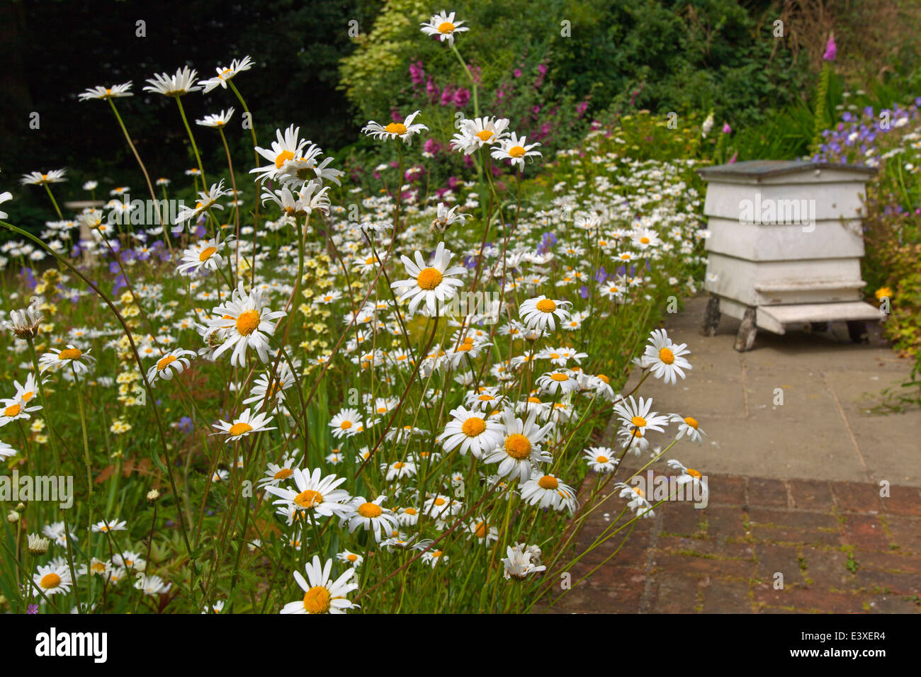 Cottage garden plantings hi-res stock photography and images - Alamy