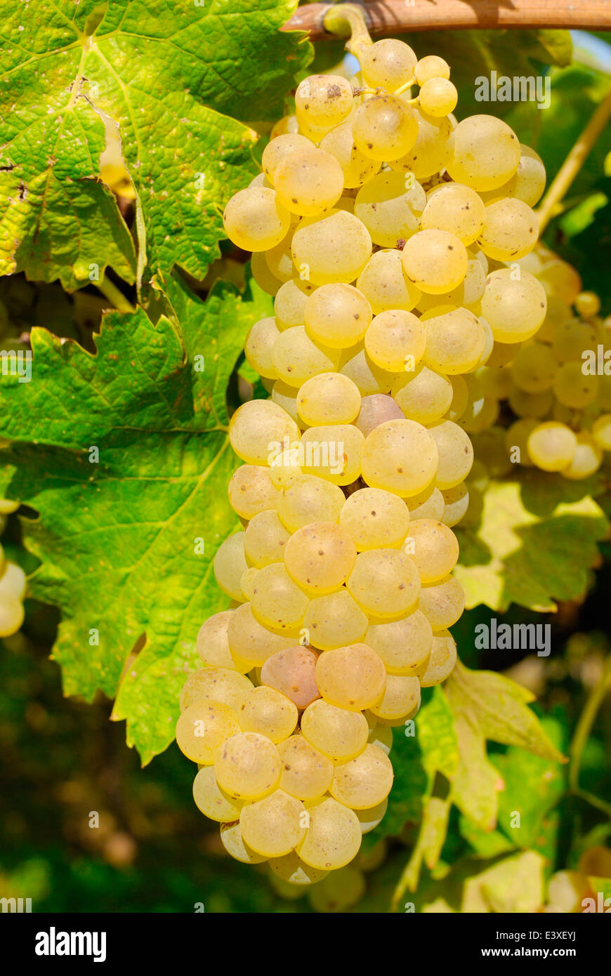 Grapes in a vineyard in Central Italy Stock Photo - Alamy