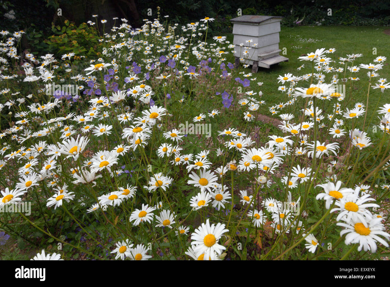 Traditional Bee Hive in Summer in cottage garden Stock Photo - Alamy