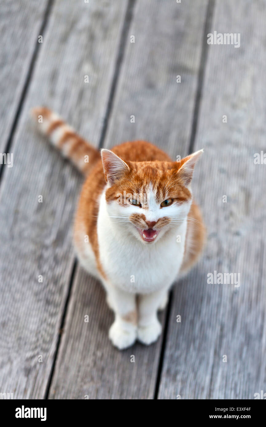 Screaming cat hi-res stock photography and images - Alamy