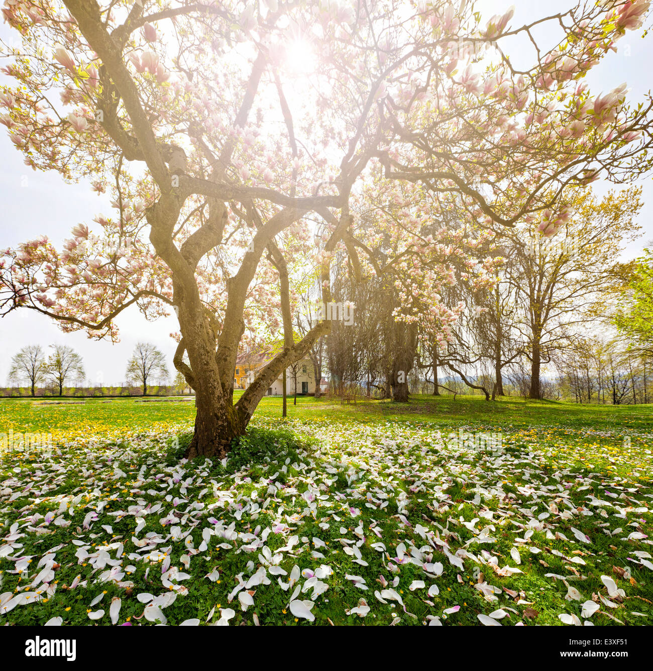 Wonderful magnolia tree in sunshine Stock Photo - Alamy