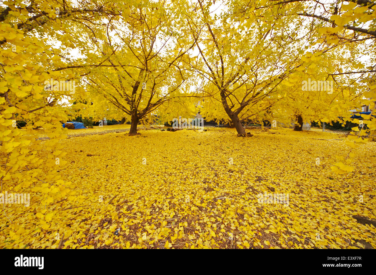 Inazawa japan hi-res stock photography and images - Alamy