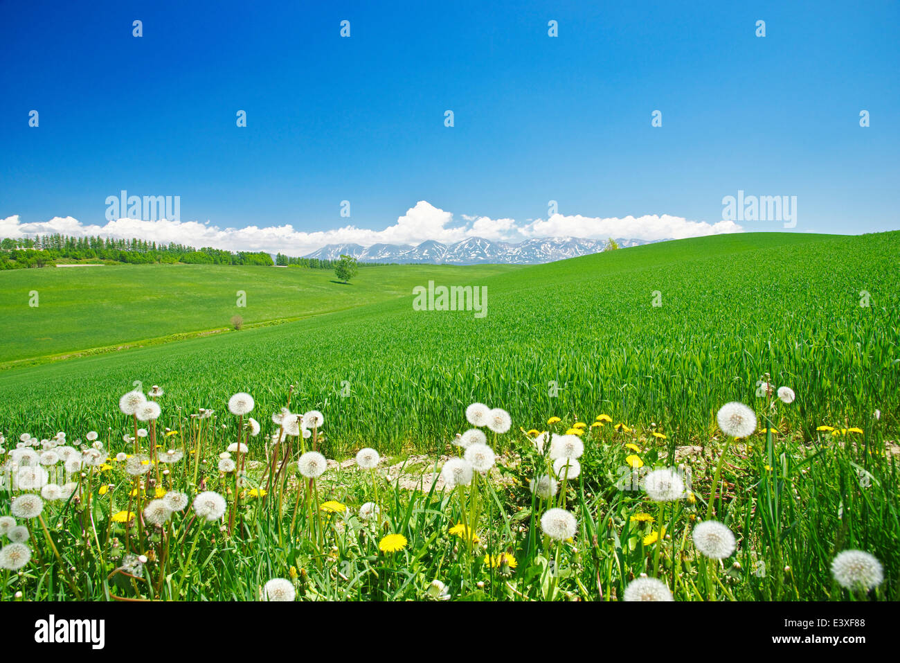 Greenery Stock Photo - Alamy