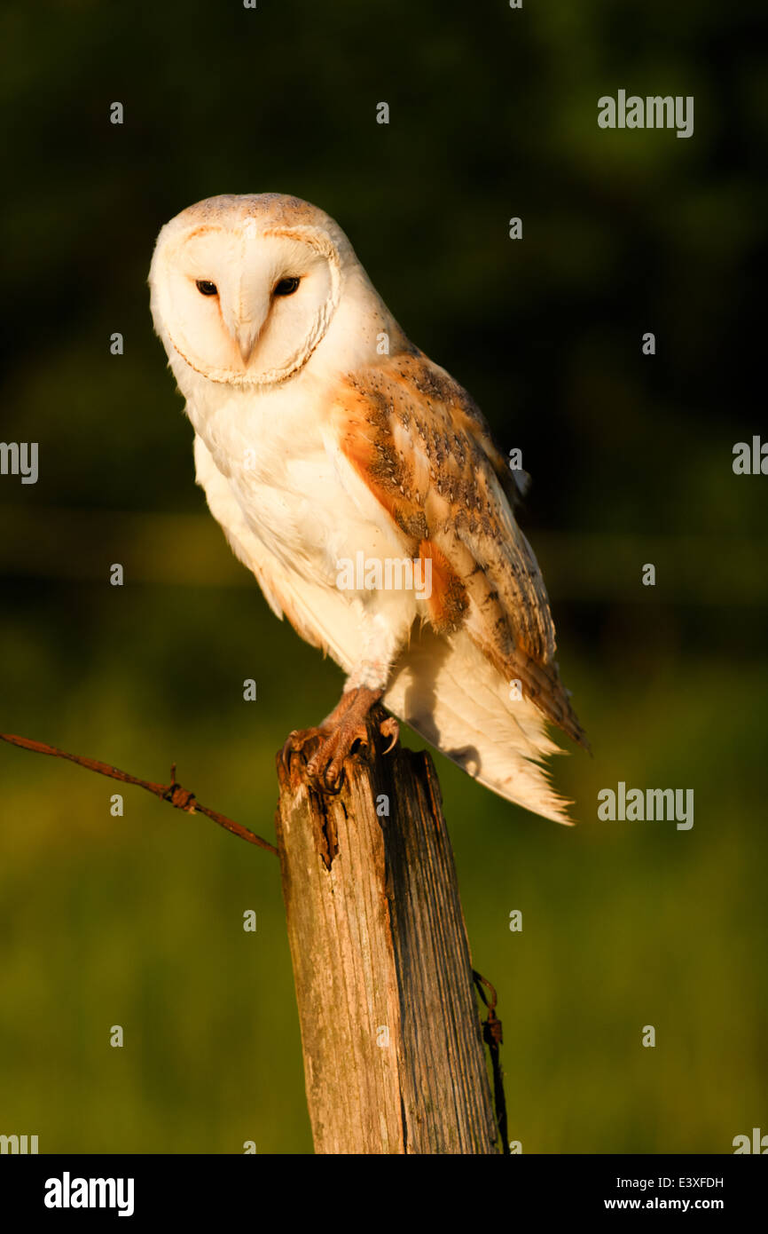 Light brown owl hi-res stock photography and images - Alamy