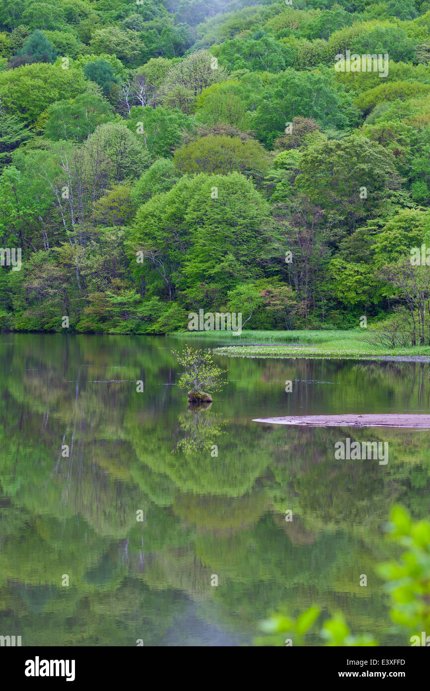 Greenery Stock Photo - Alamy