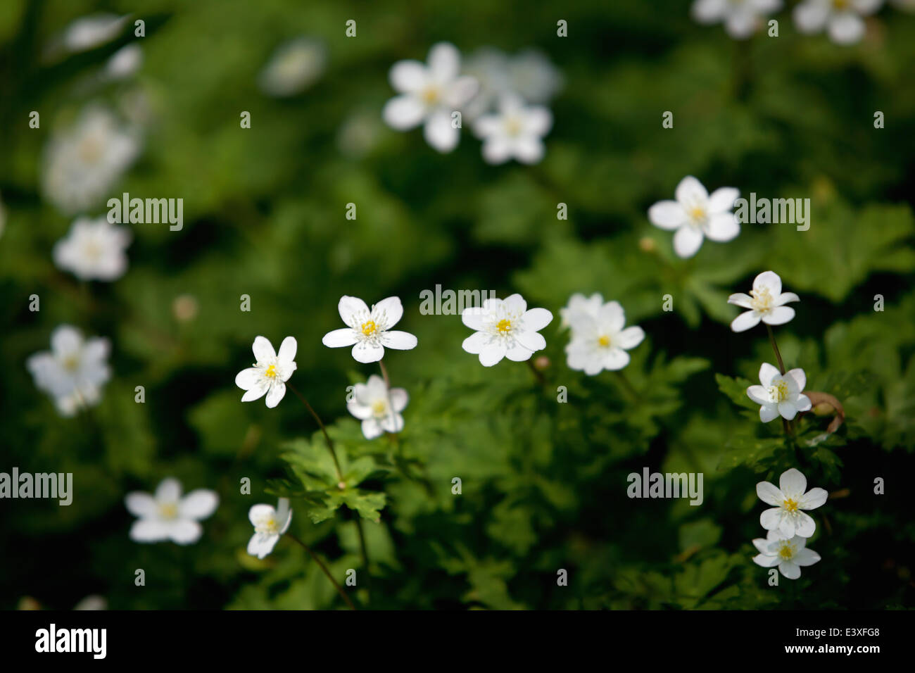 Anemone flaccida hi-res stock photography and images - Alamy