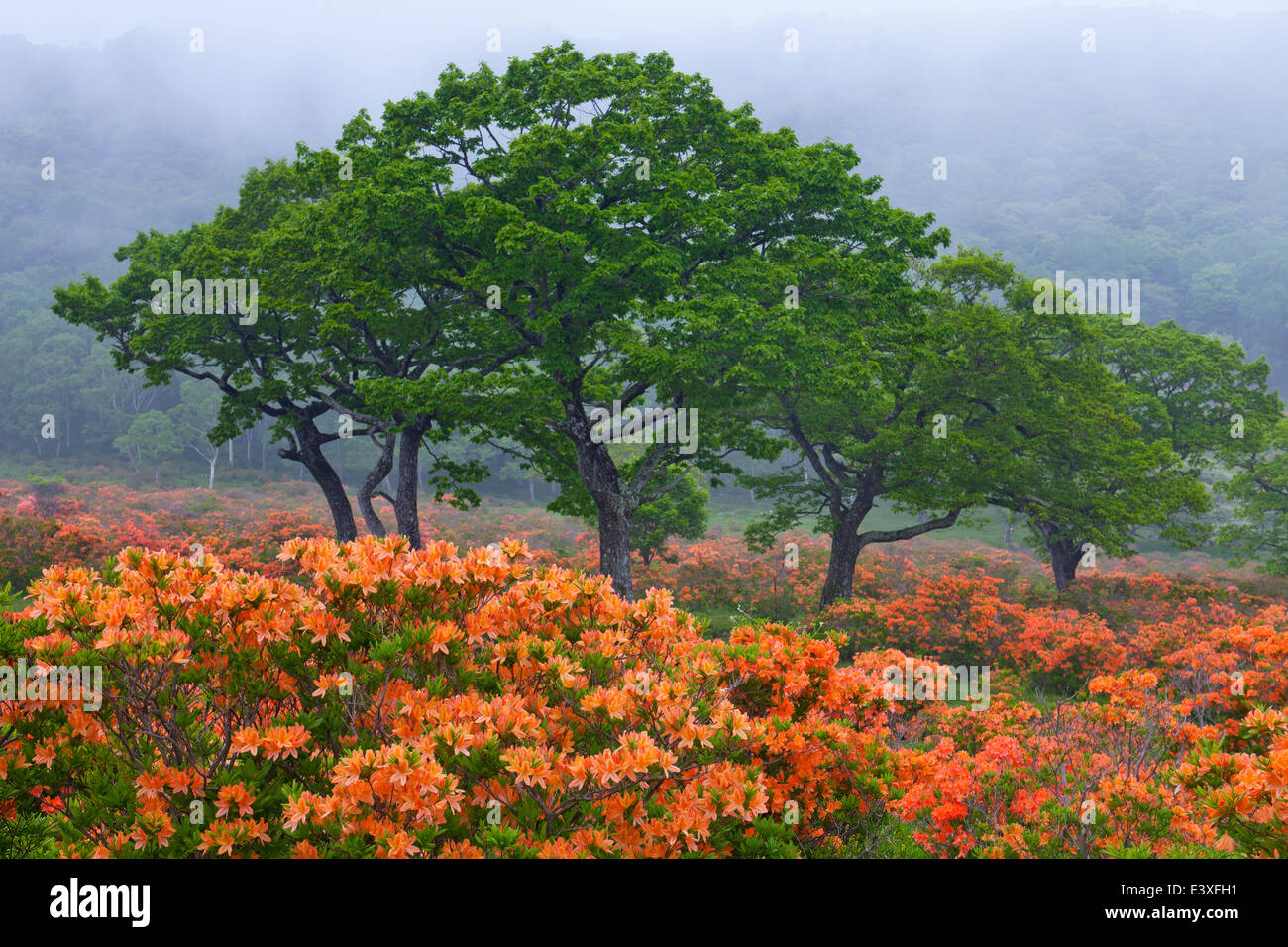 Gunma Prefecture, Japan Stock Photo - Alamy