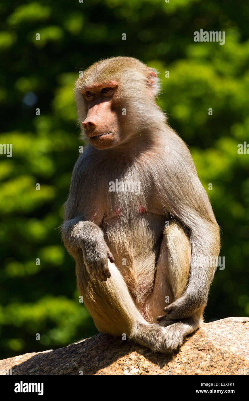 Female baboon hi-res stock photography and images - Alamy