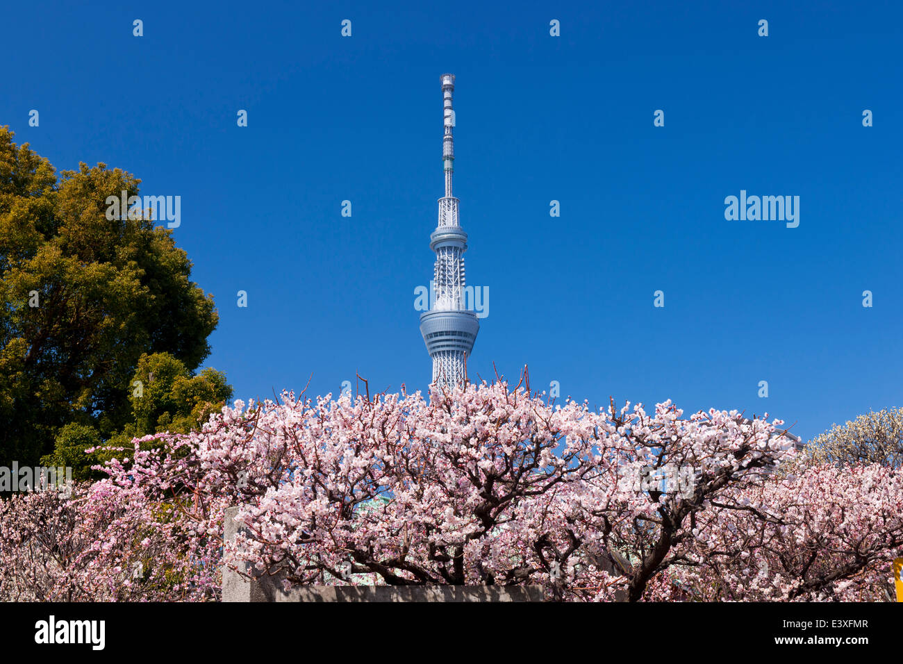 Kameido tokyo hi-res stock photography and images - Alamy