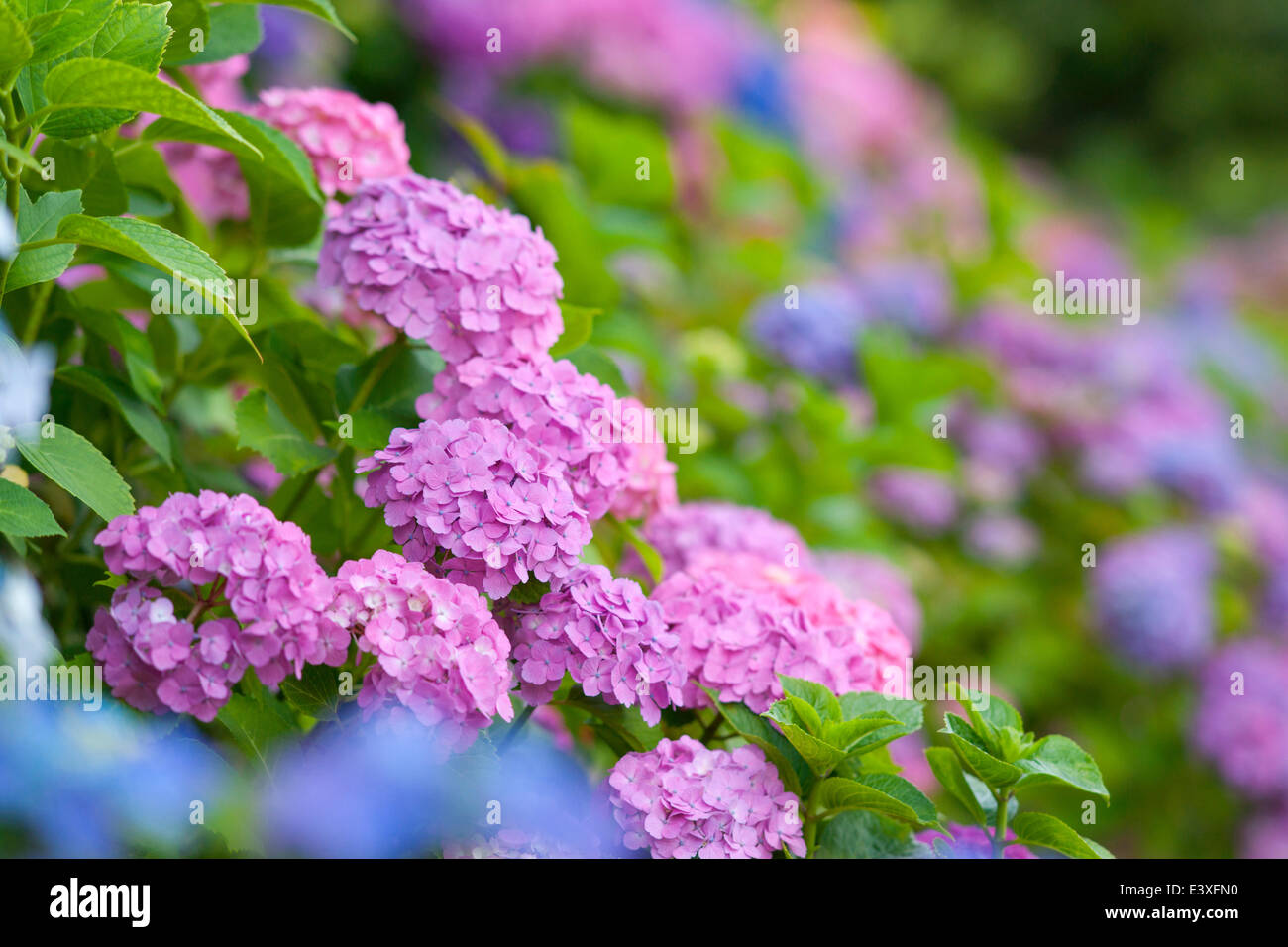 Hydrangea tokyo hi-res stock photography and images - Alamy