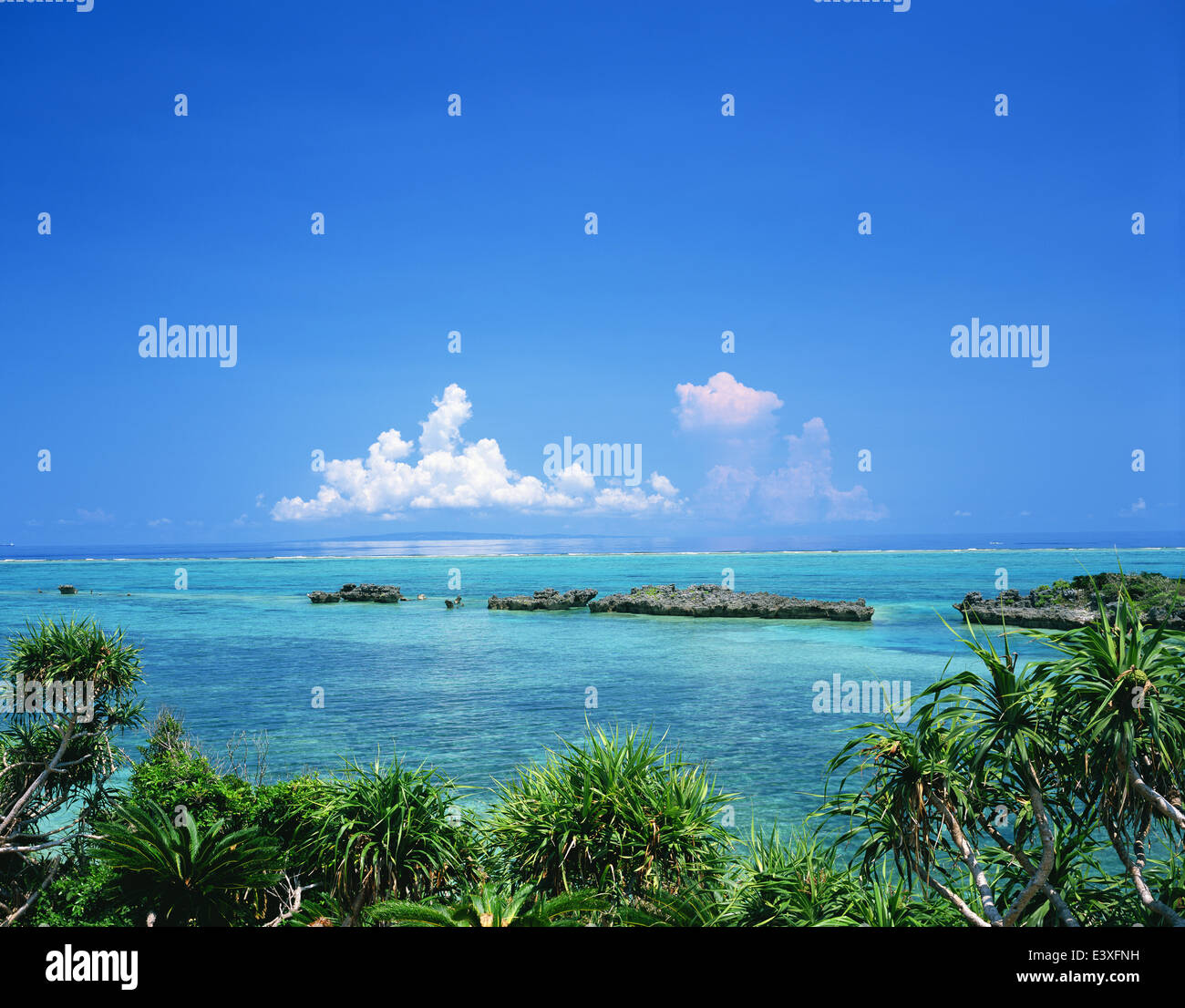 Adan tree hi-res stock photography and images - Alamy