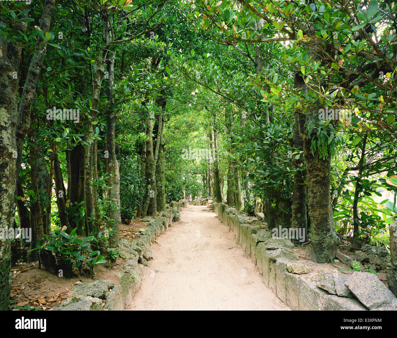 Calophyllaceae hi-res stock photography and images - Alamy