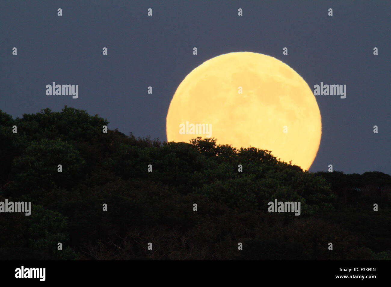 Moon viewing japan hi-res stock photography and images - Alamy