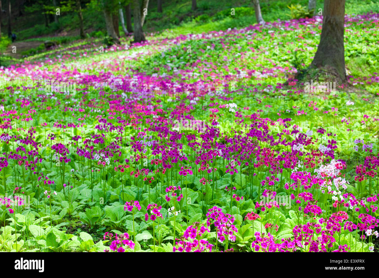 Kokufu town hi-res stock photography and images - Alamy