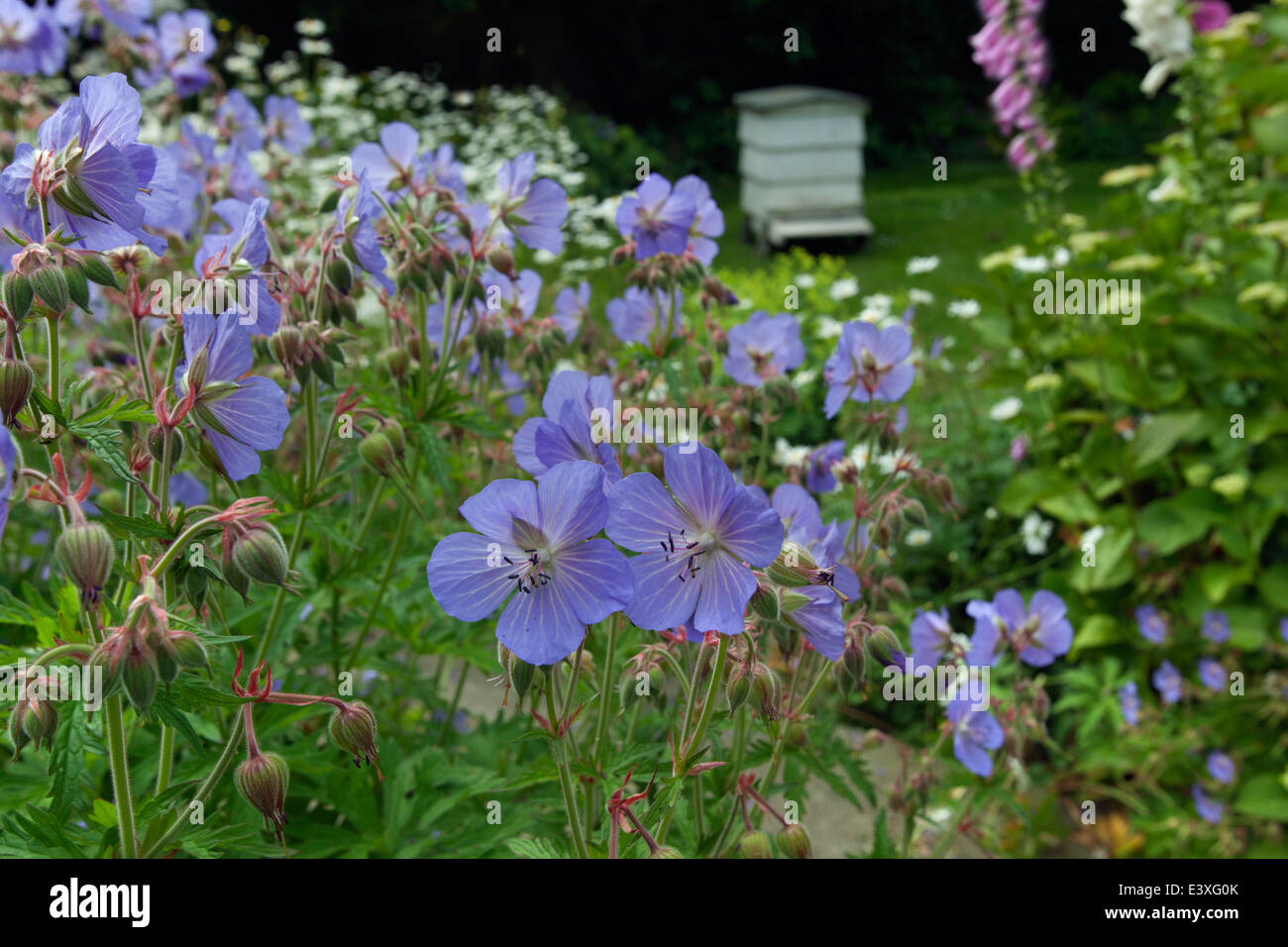 Cottage garden plantings hi-res stock photography and images - Alamy