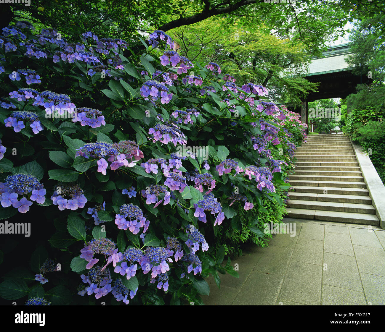 Hydrangea tokyo hi-res stock photography and images - Alamy