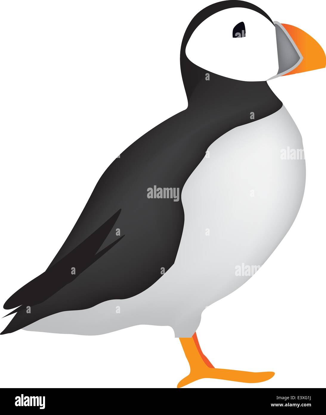 Puffin colour Stock Vector Images - Alamy