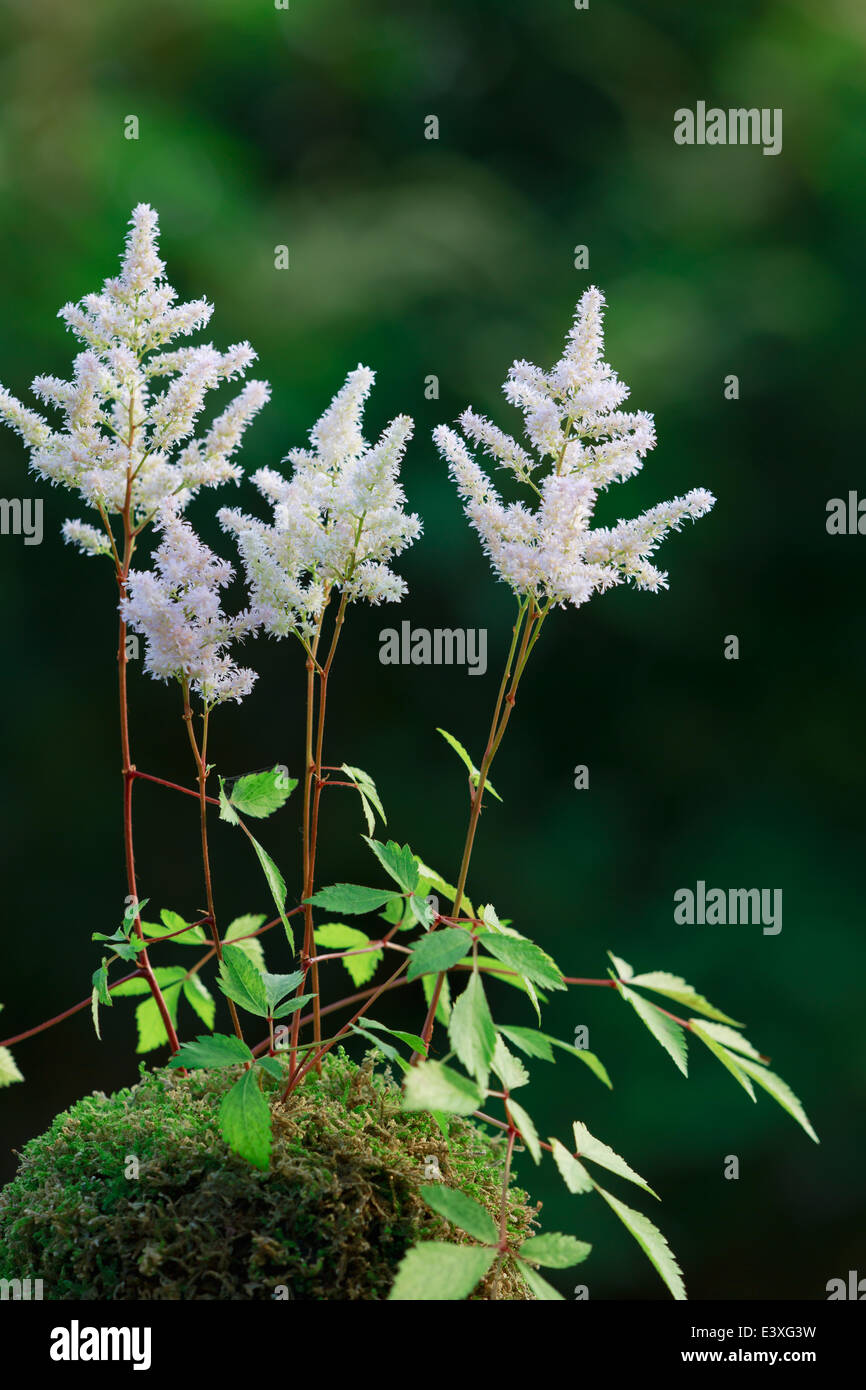 False Goat Beard Stock Photo - Alamy