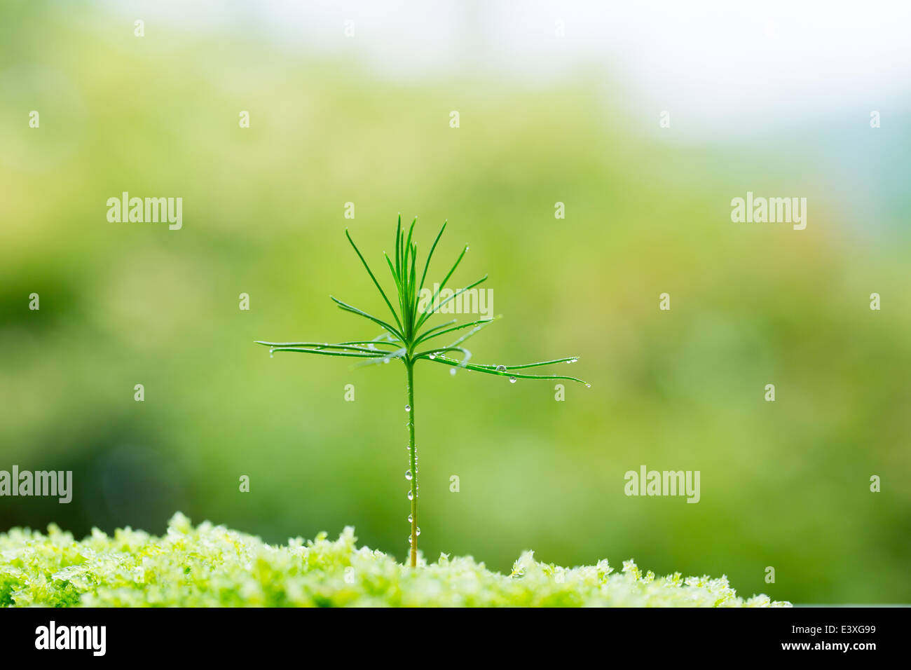 Pine seedling sprouting hi-res stock photography and images - Alamy