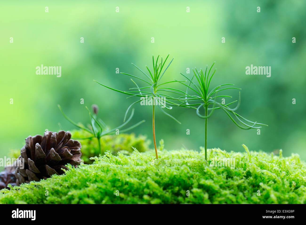 Pine seedling sprouting hi-res stock photography and images - Alamy
