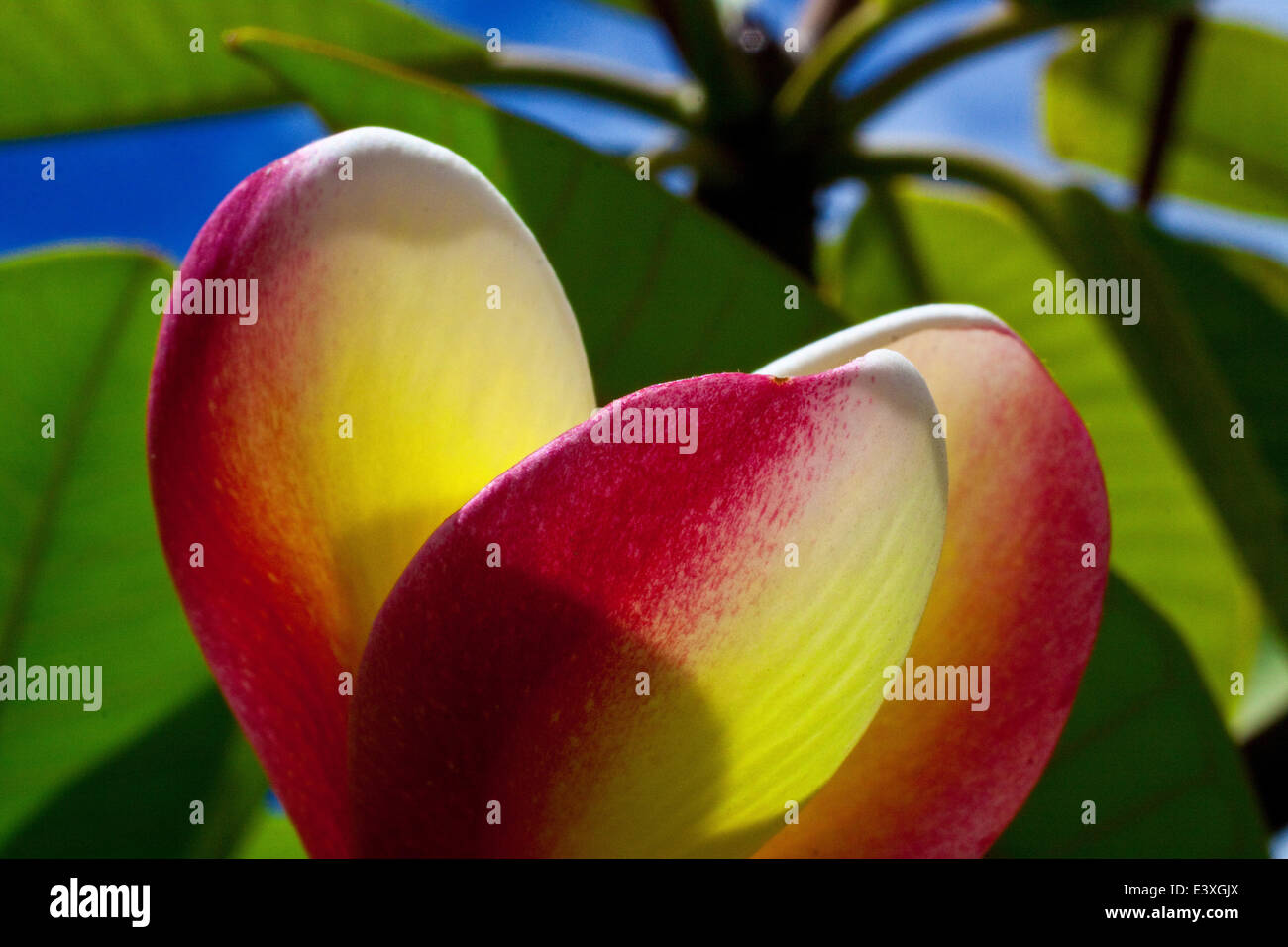 After noon flower hi-res stock photography and images - Alamy